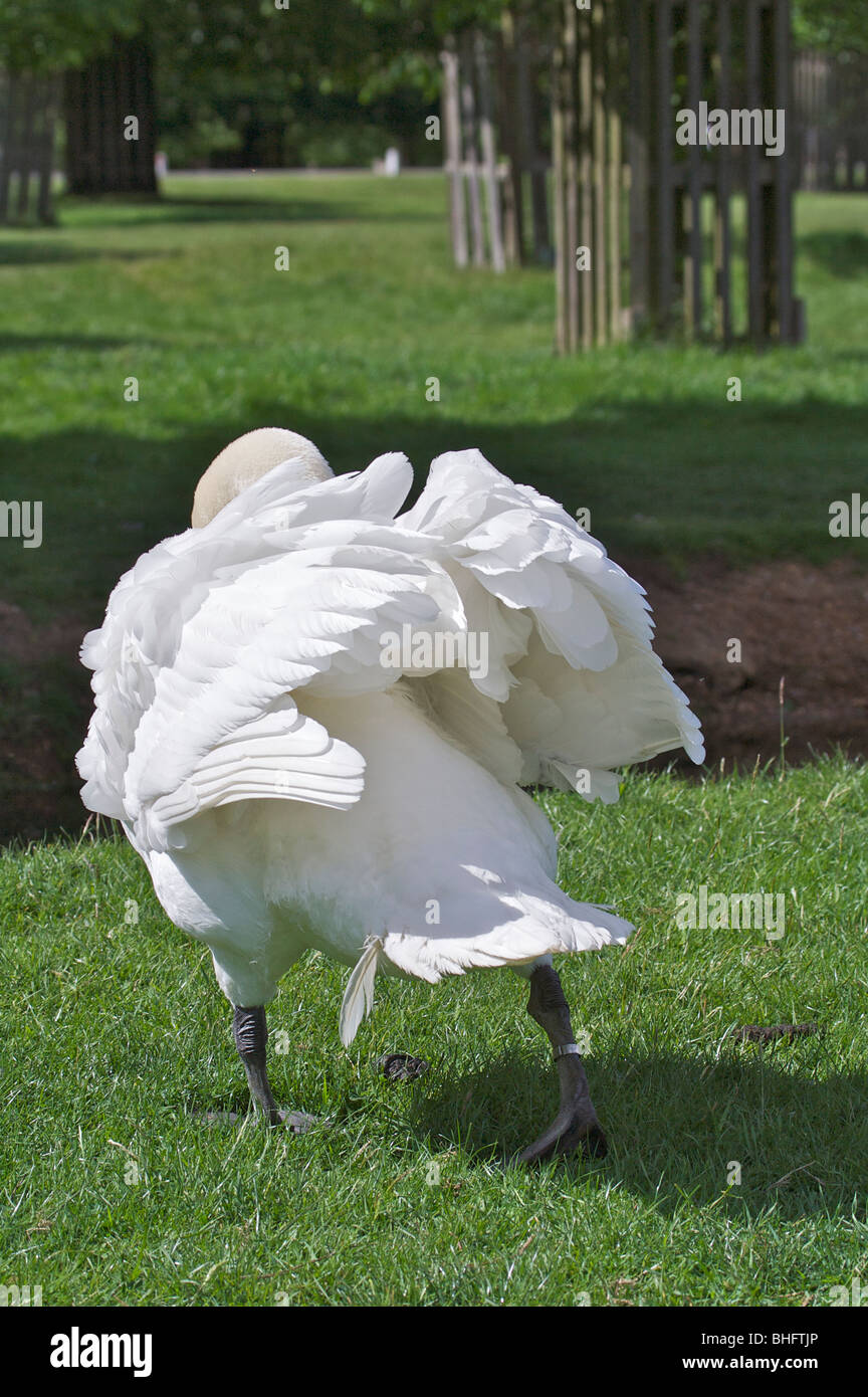 Swan ruffling feathers hi-res stock photography and images - Alamy