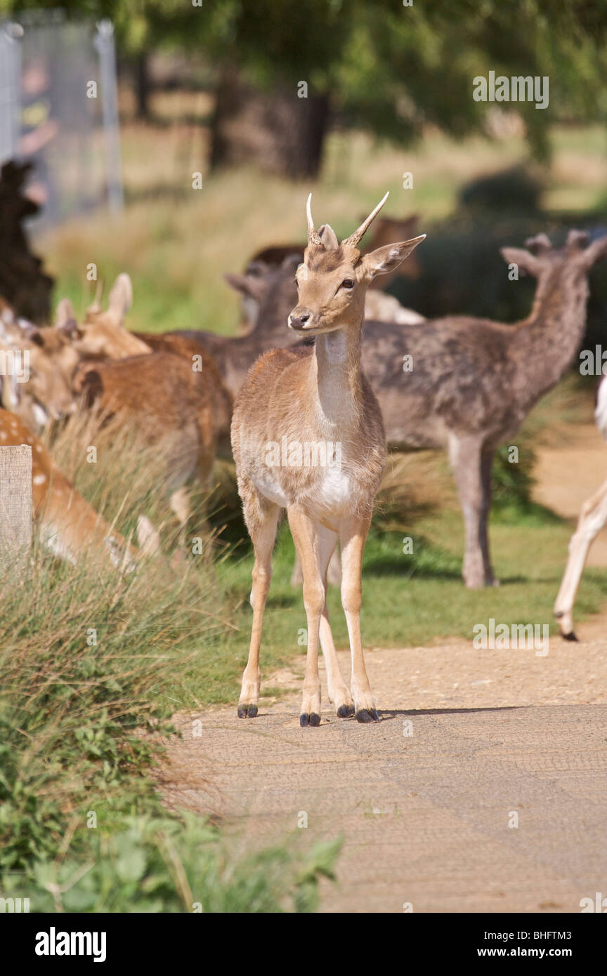 Black Fallow Deer High Resolution Stock Photography and Images - Alamy