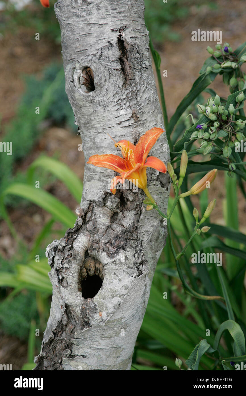 Day Lilies Lily birch tree Caoe Cod Massachusetts Stock Photo - Alamy