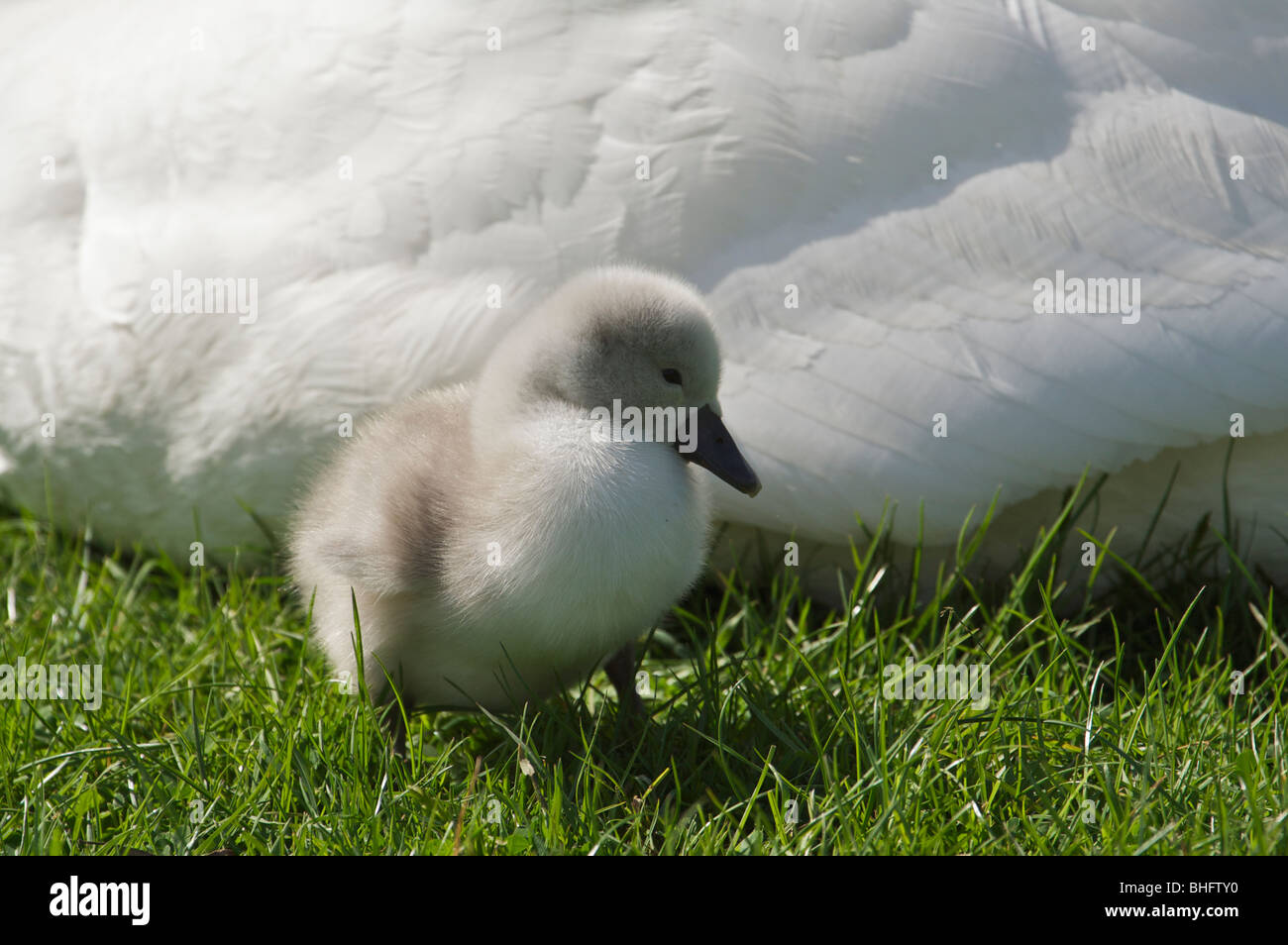 Cygnus olor color picture hi-res stock photography and images - Alamy
