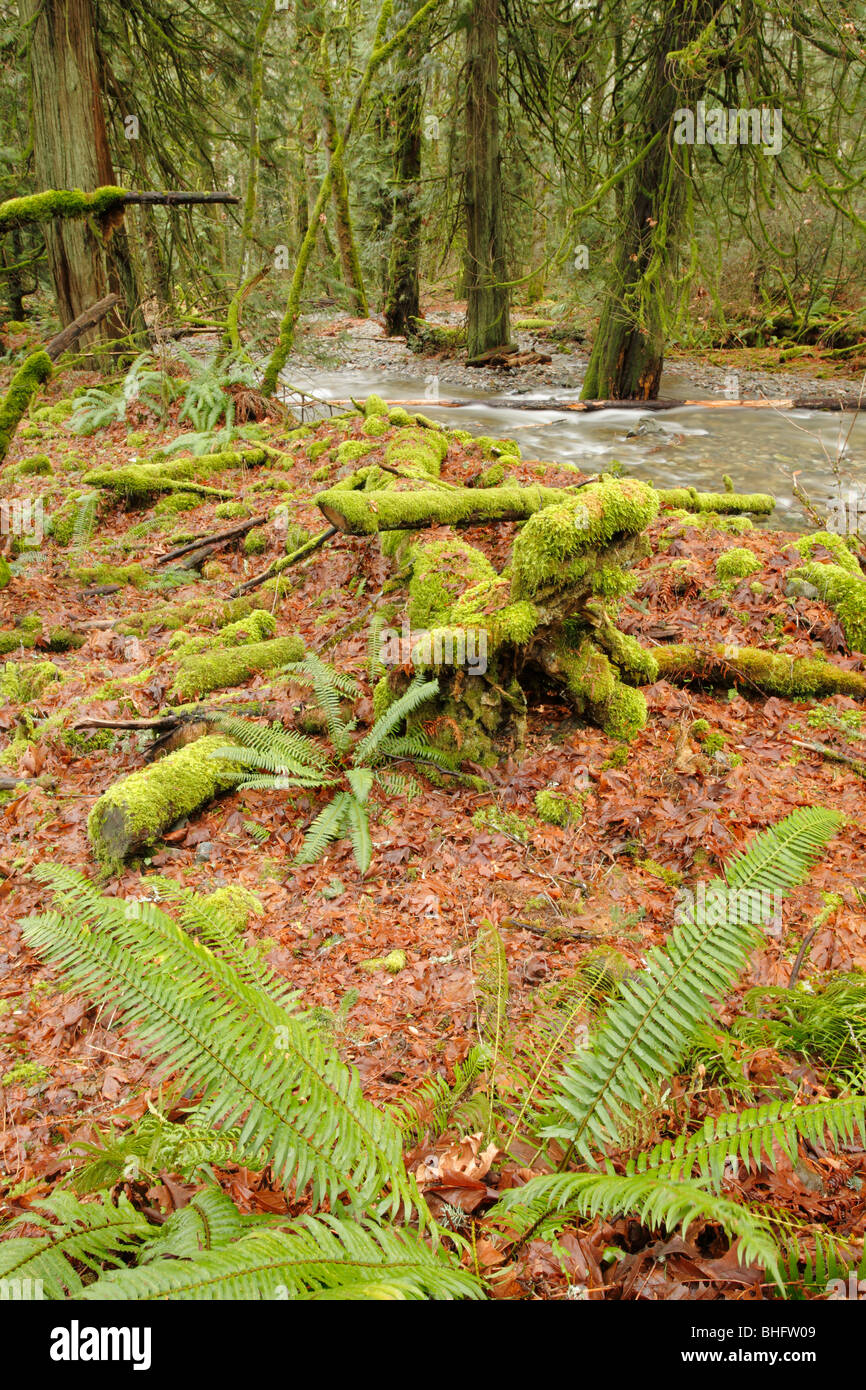Westcoast temperate rainforest in late autumn-Goldstream Provincial ... Westcoast temperate rainforest in late autumn-Goldstream Provincial ...