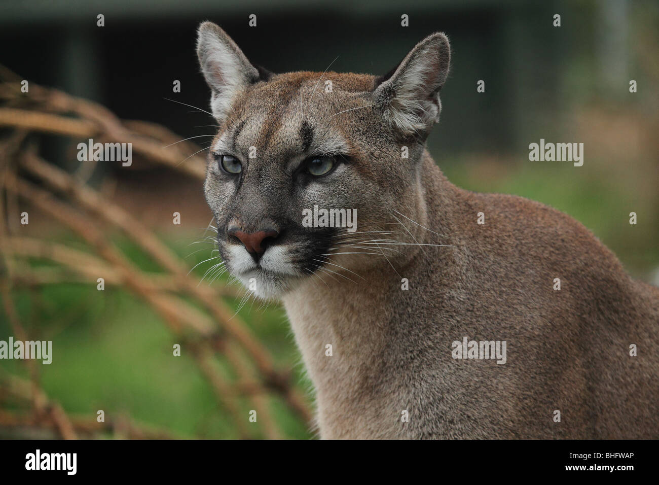Puma hi-res stock photography and images - Alamy
