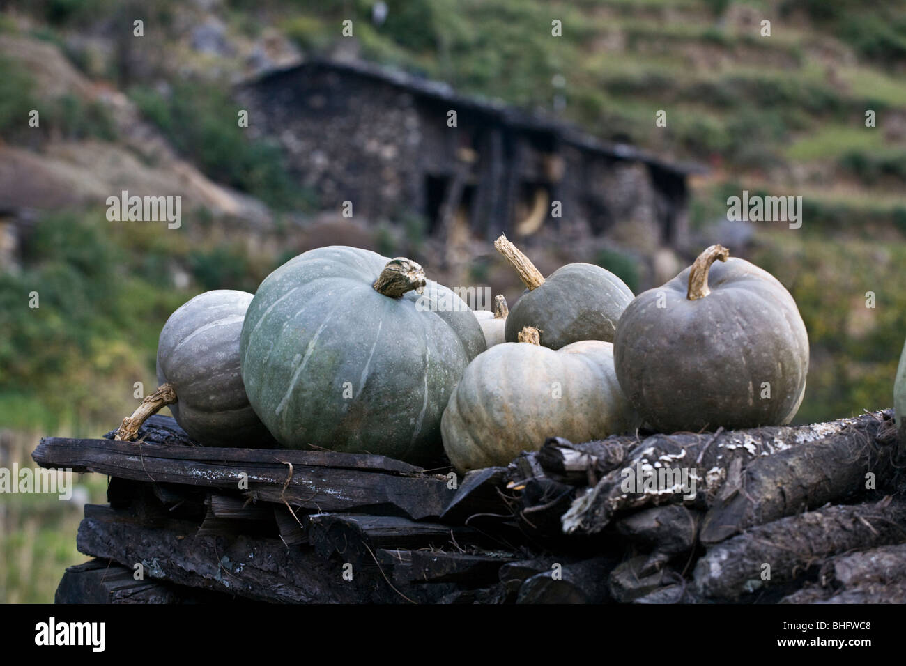 Native SQUASH on a roof in the village of BIHI - AROUND MANASLU TREK ...