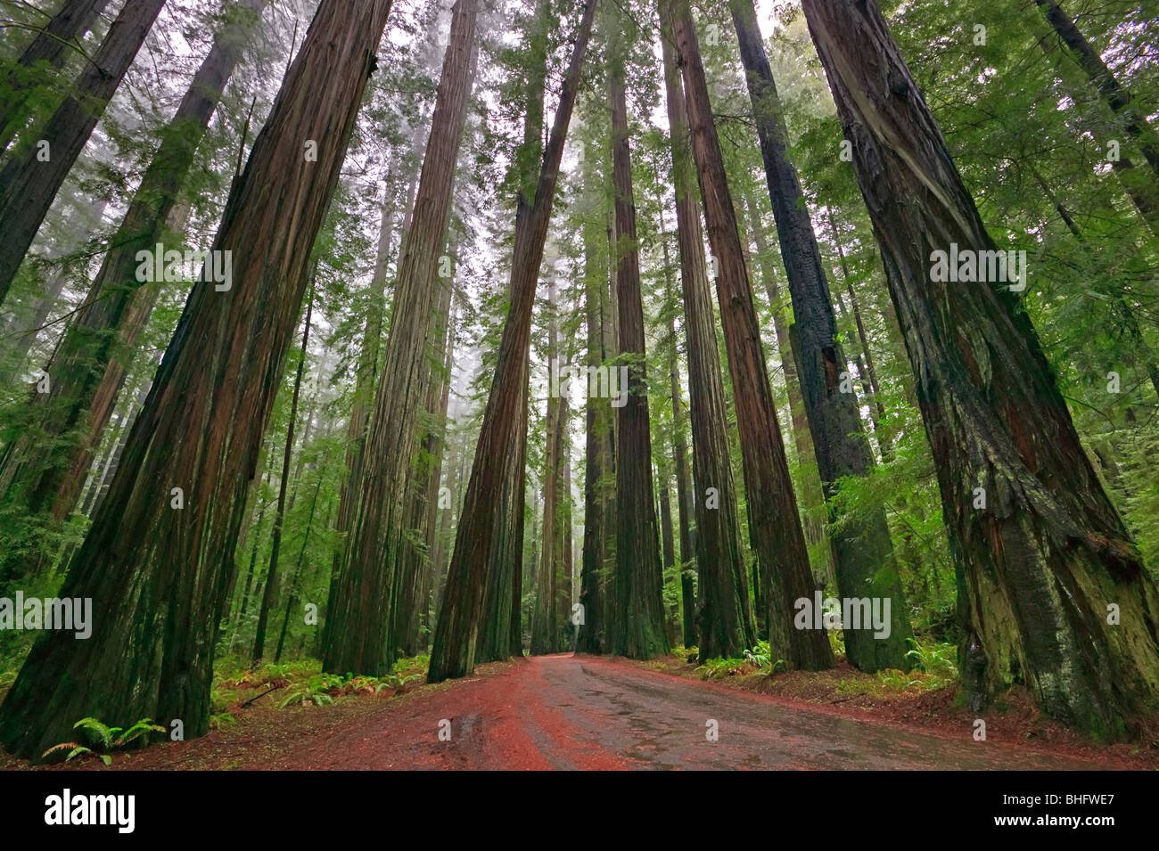 Redwood Trees, Humboldt Redwoods State Park, Avenue of the Giants ...