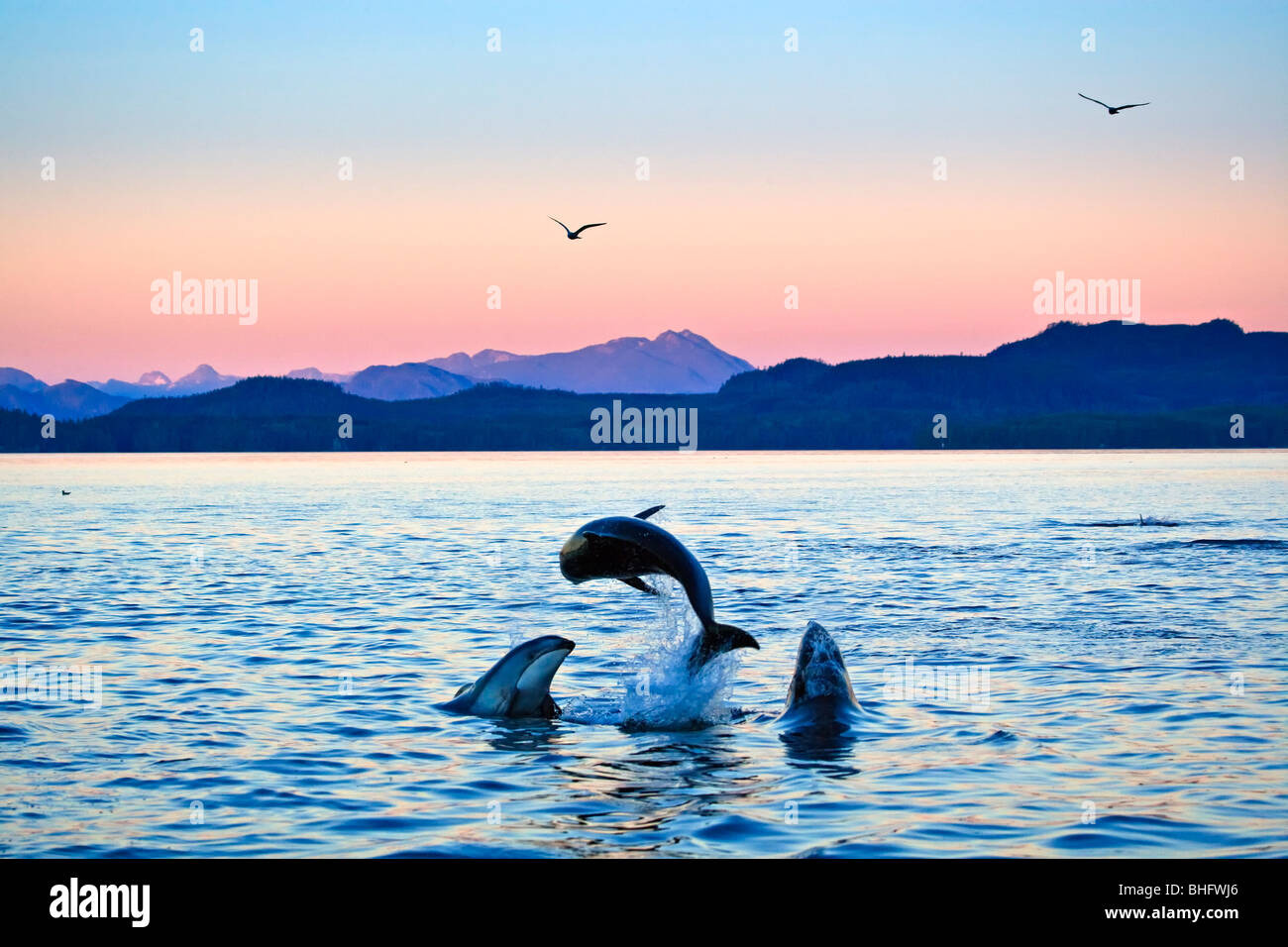 Pacific White Sided Dolphins in Johnstone Strait off Northern Vancouver ...