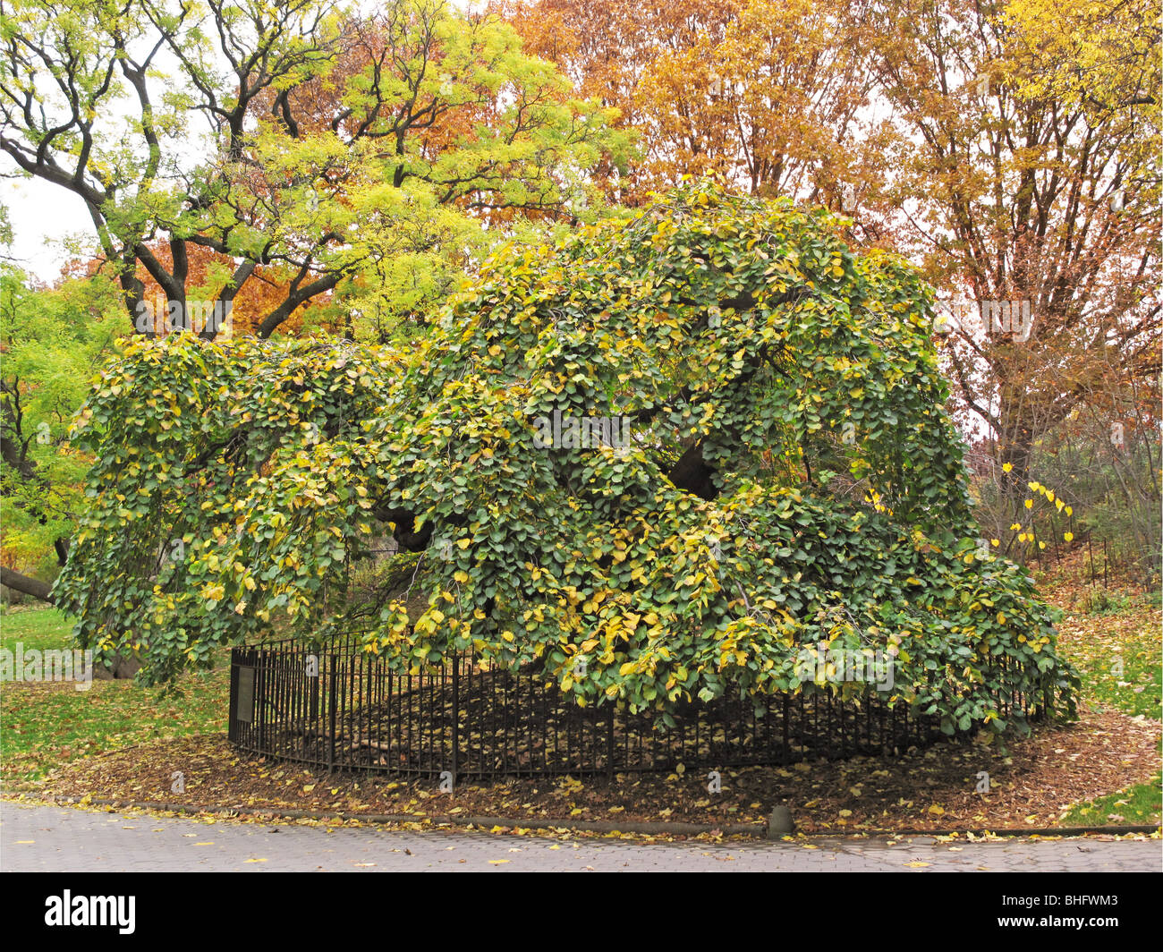 Weeping elm hi-res stock photography and images - Alamy