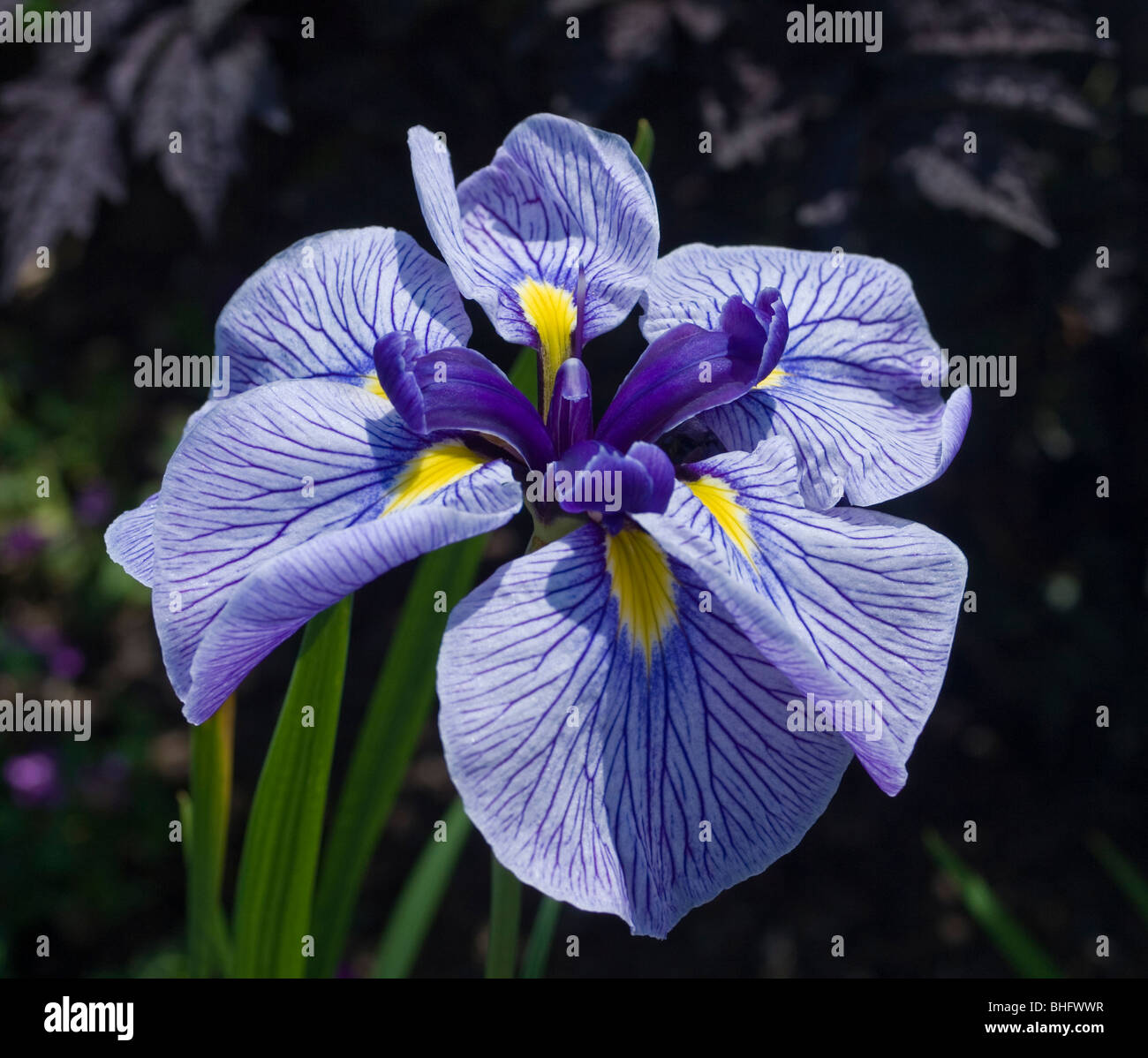 Dutch iris hi-res stock photography and images - Alamy