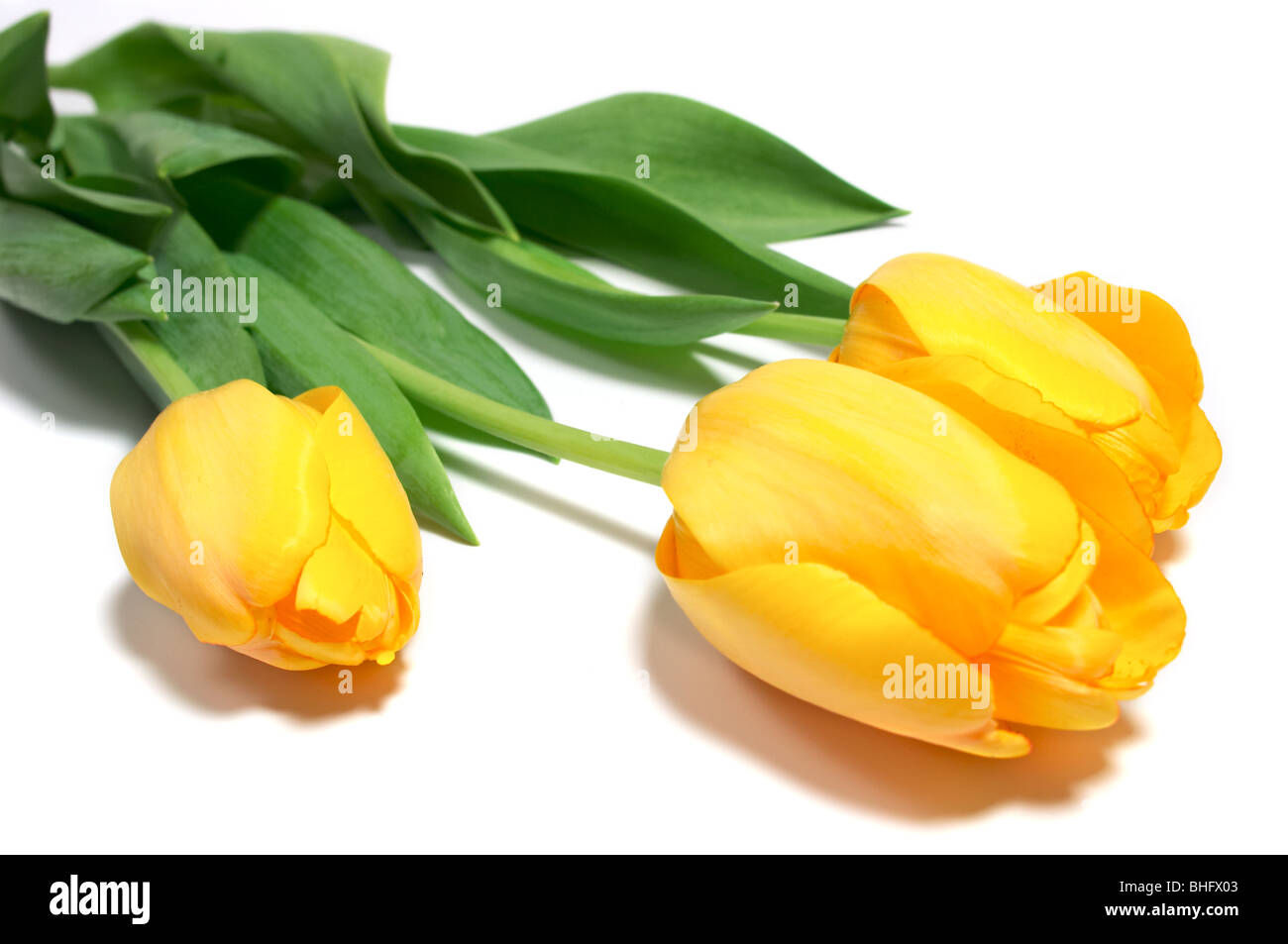 Topaz tulips flowers isolated on white background Stock Photo - Alamy