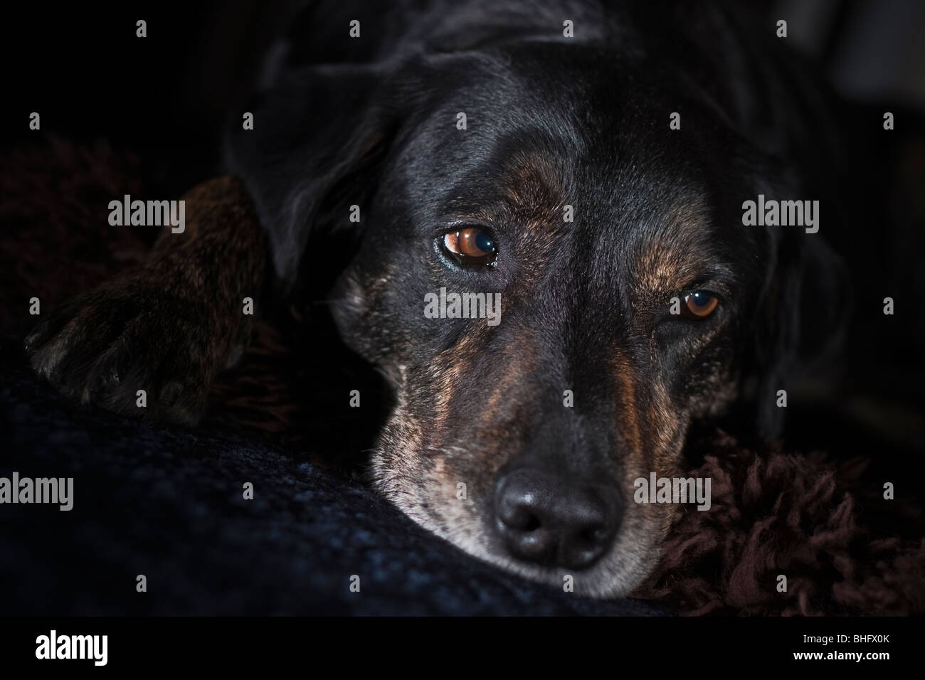 Tired dog with sleepy eyes Stock Photo - Alamy