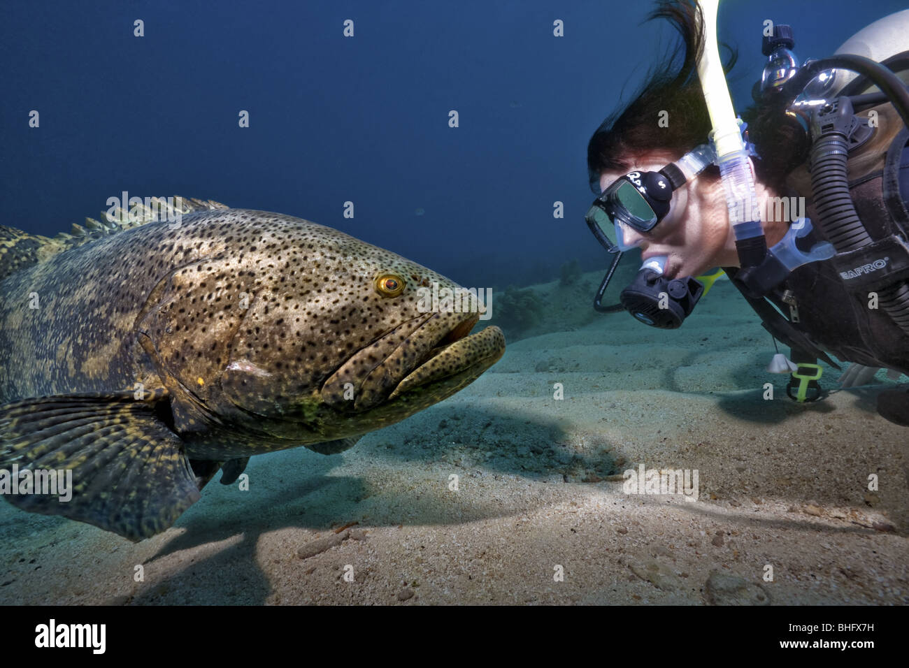 A scuba diver meets a Goliath Grouper or Jewfish known locally as ...