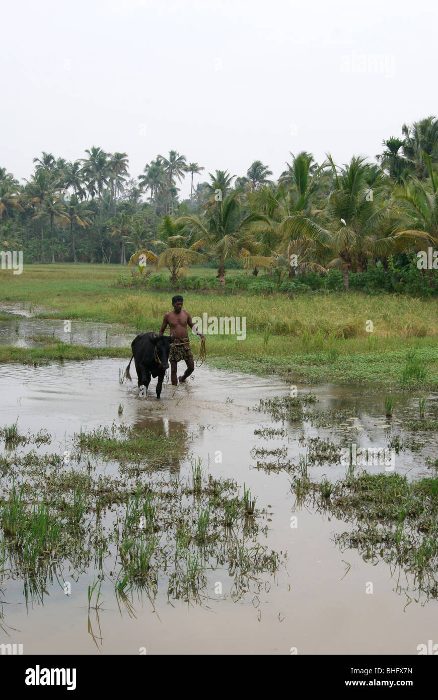 Farmer walking with his cow through the green Kerala Farm Enriched with ...