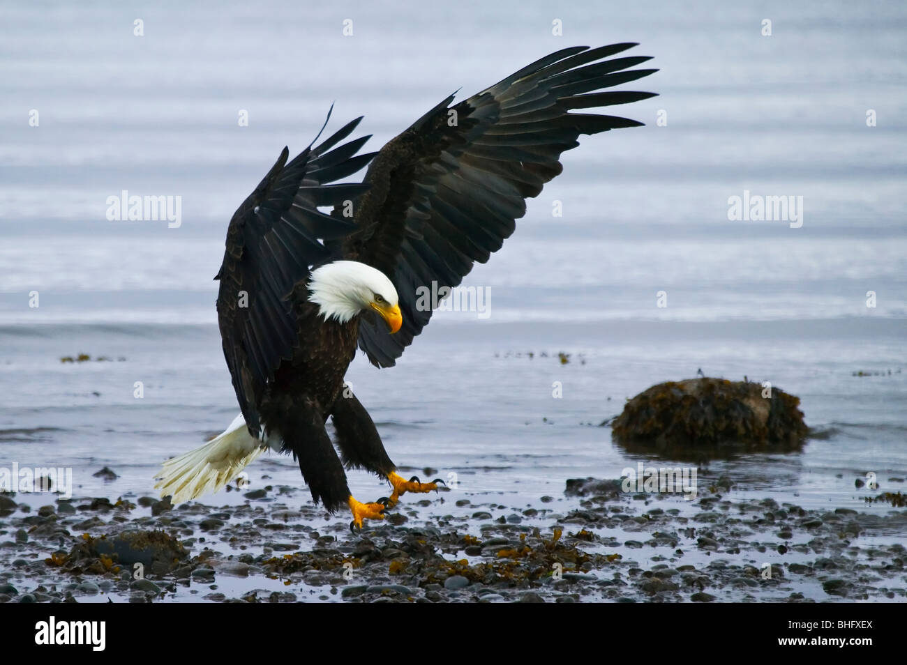 American Bald Eagle with spread wings ready to catch a fish Stock Photo ...