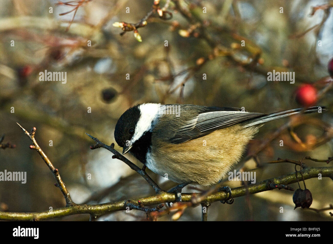 Westham Island High Resolution Stock Photography and Images - Alamy