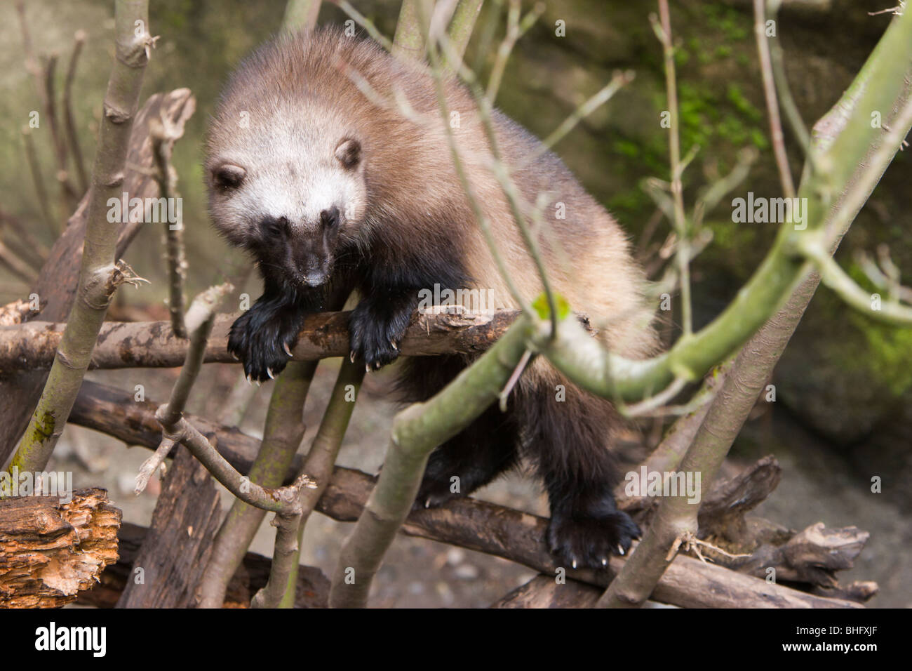 Wolverine on branches Stock Photo - Alamy