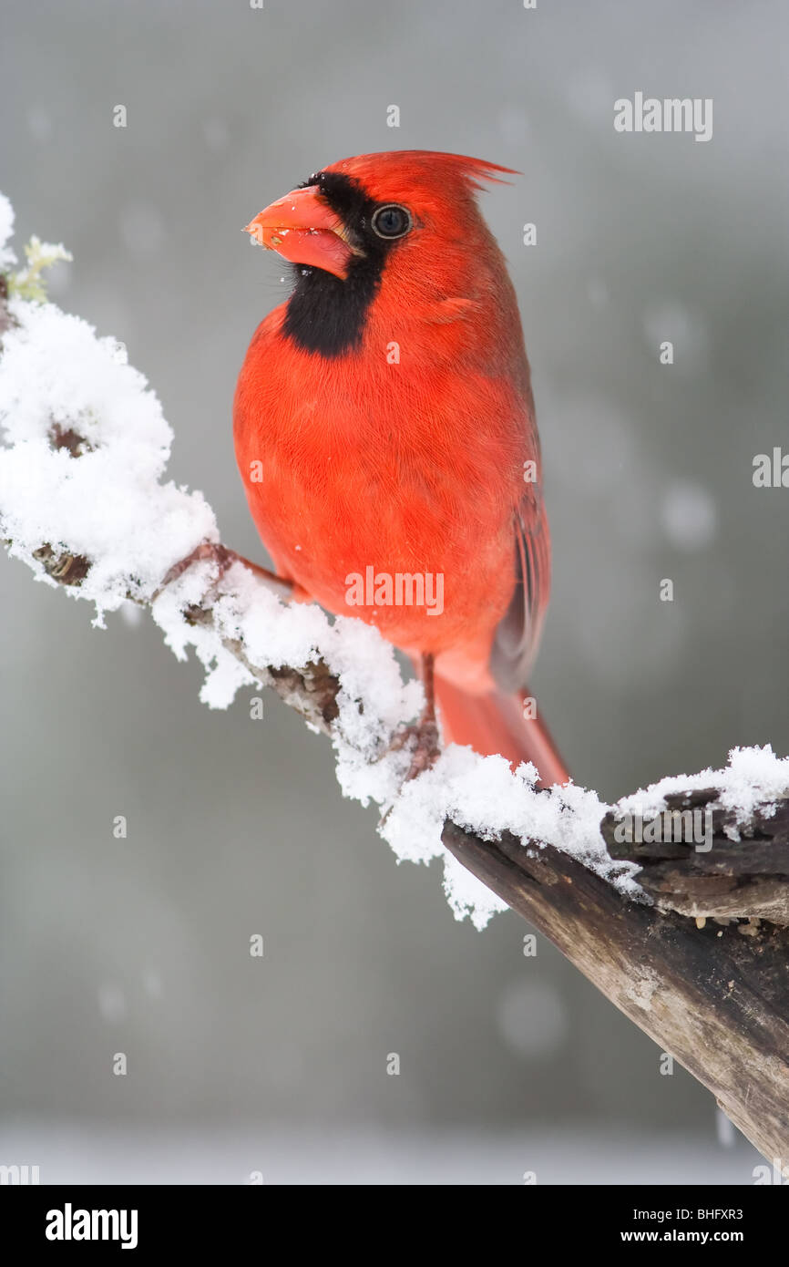 "Male Northern Cardinal" "Cardinalis cardinalis Stock Photo - Alamy