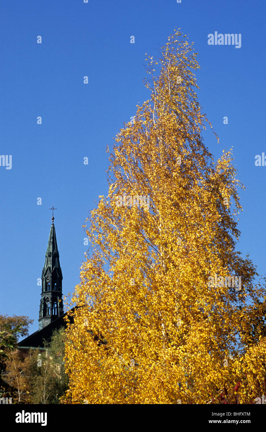 Birch tree and Cathedral of Our Lady tower, Sandomierz, Poland Stock ...
