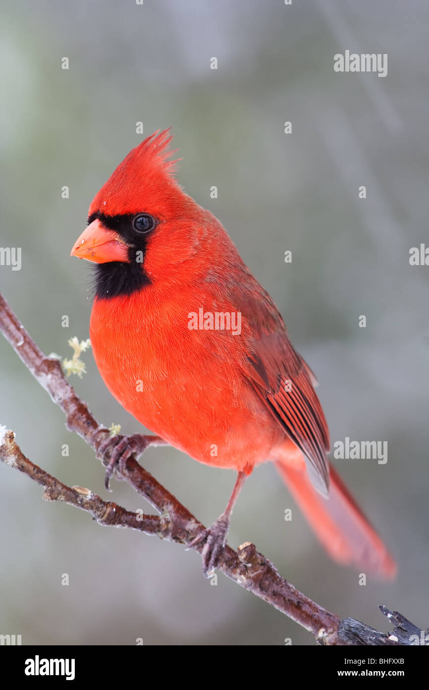 Northern cardinal hi-res stock photography and images - Alamy