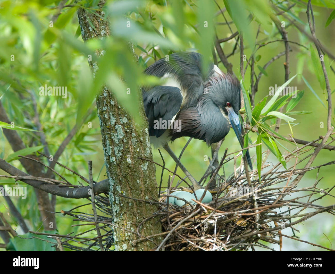 Tri color camera hi-res stock photography and images - Alamy