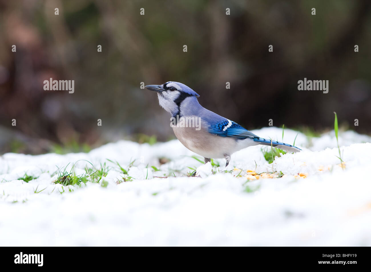Blue jay side view hi-res stock photography and images - Alamy