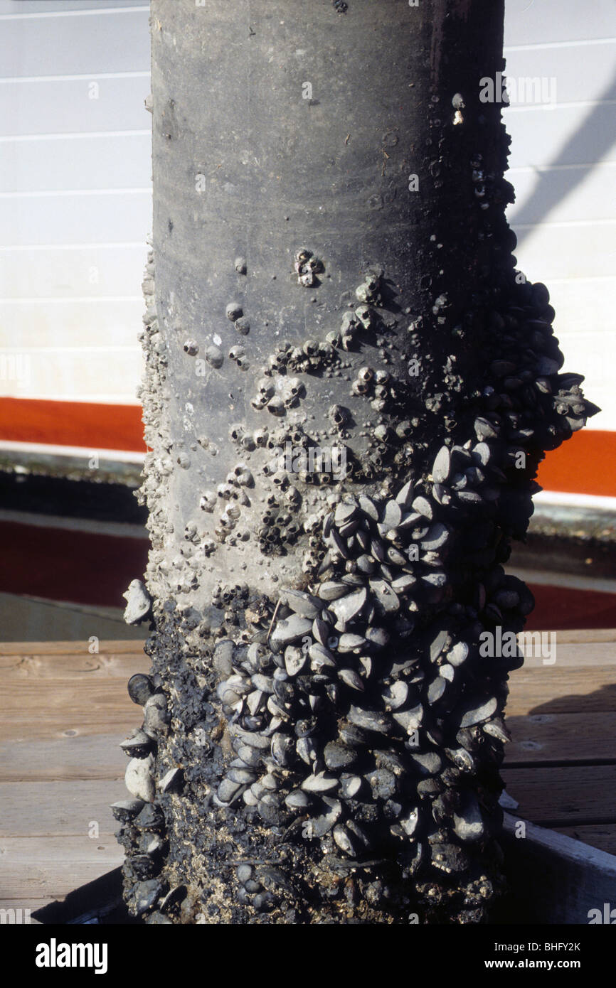 mussel shell barnacle post sea ocean water crustacean sharp growth ...