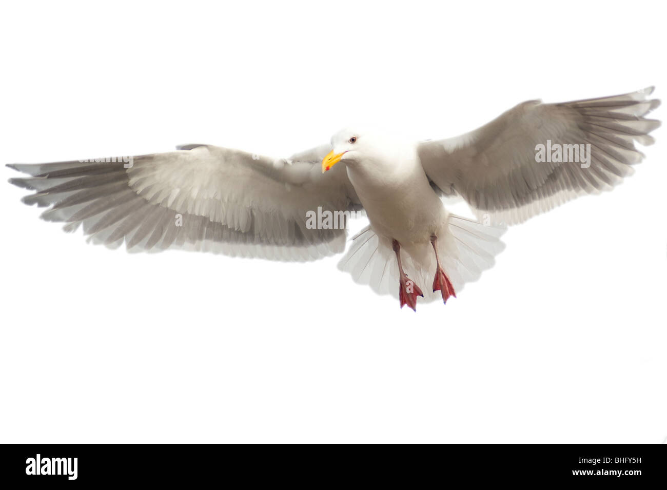 Seagull with wings outspread against a white background Stock Photo - Alamy
