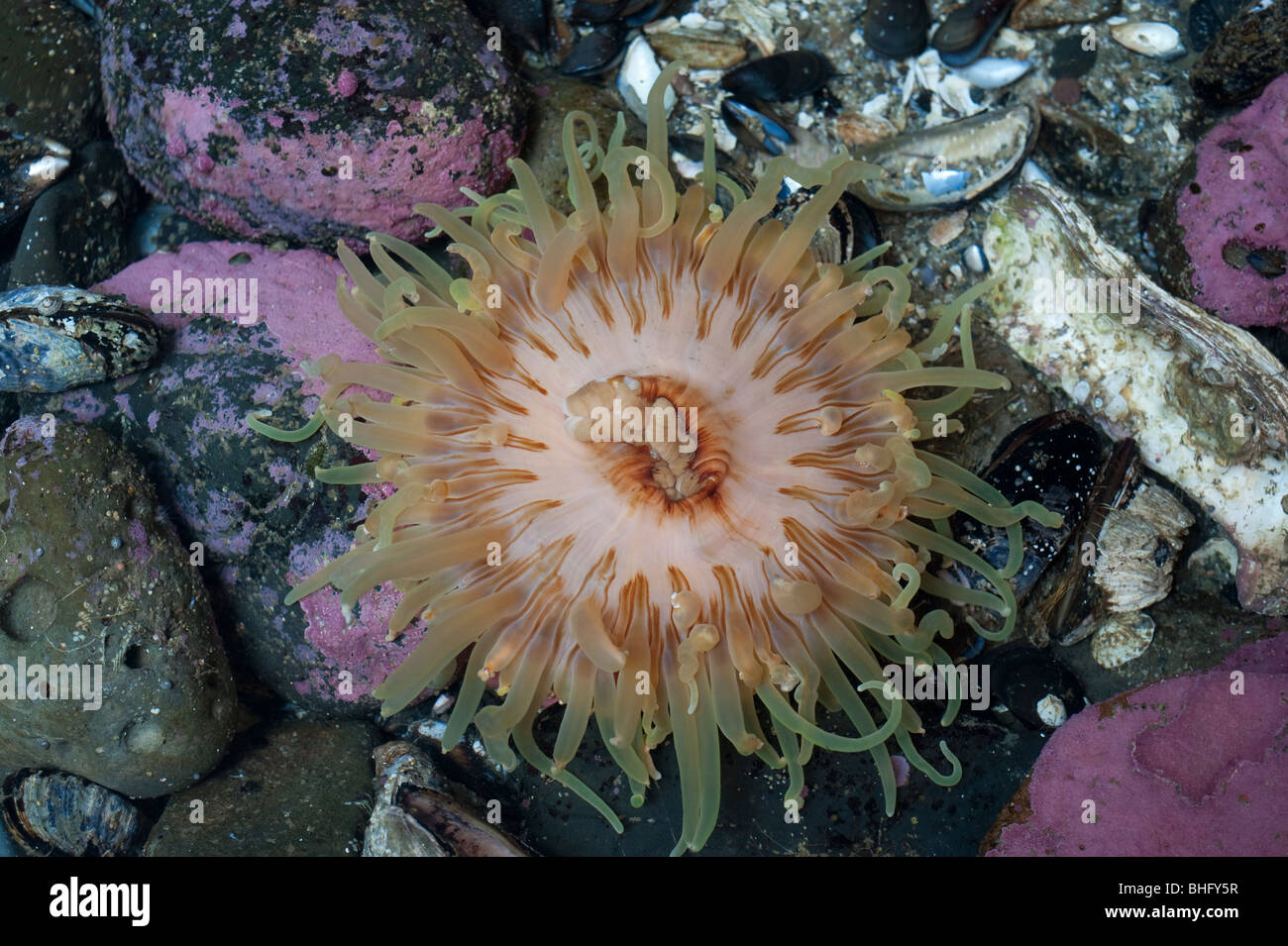 Orange anemone in a tide pool, among shells Stock Photo - Alamy