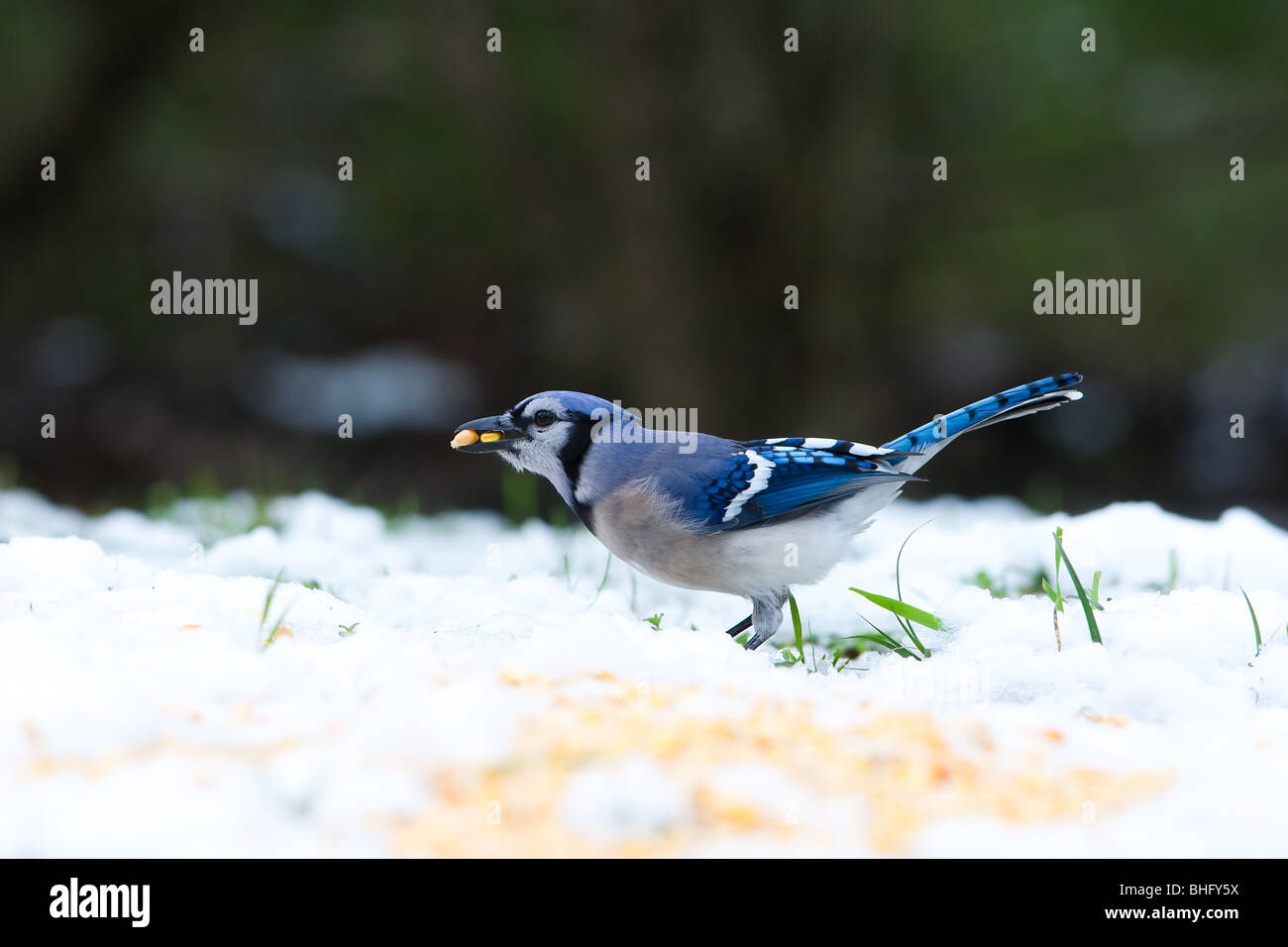"Blue jay" "Cyanocitta cristata Stock Photo - Alamy