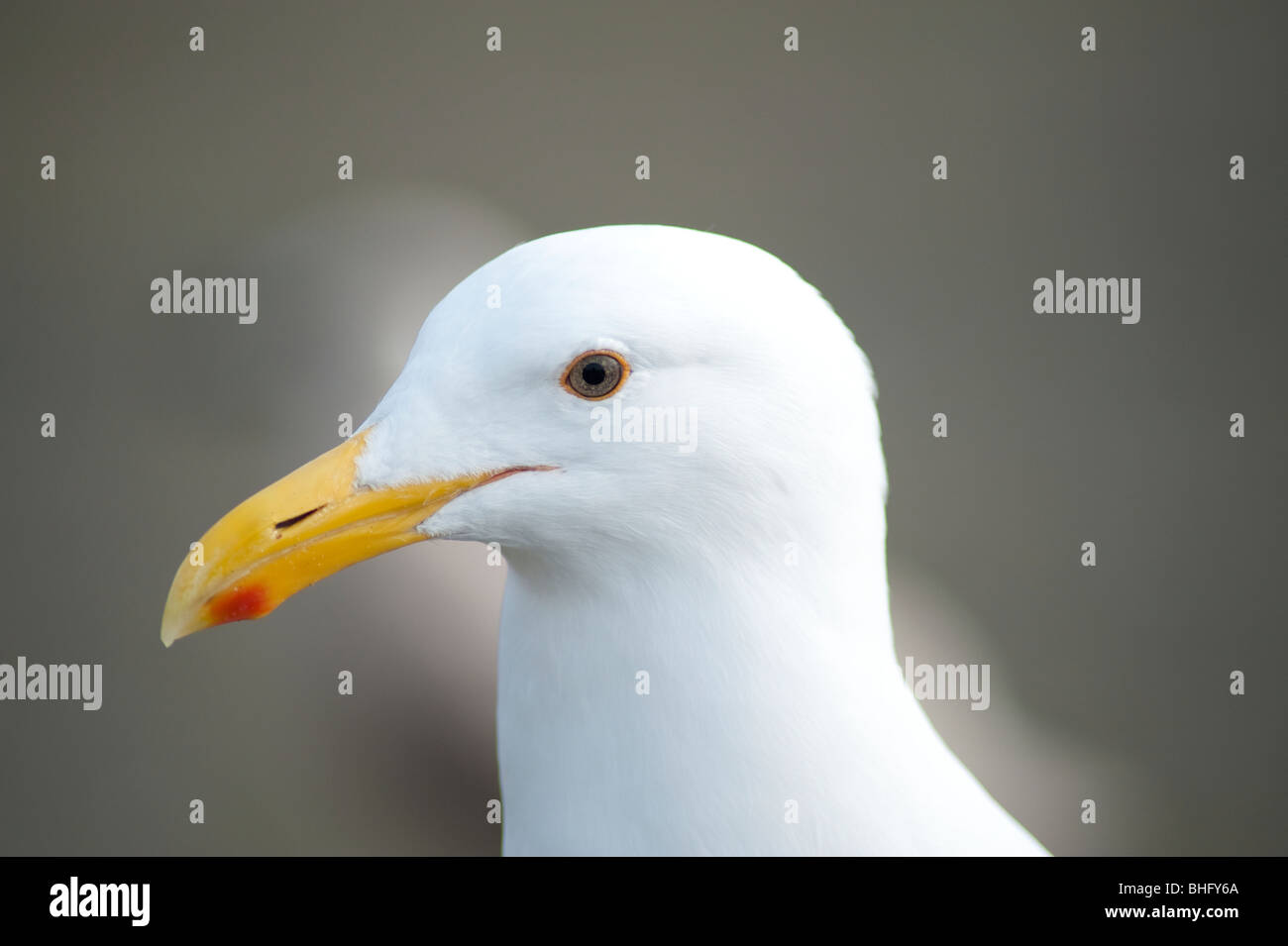Closeup of a seagull Stock Photo - Alamy
