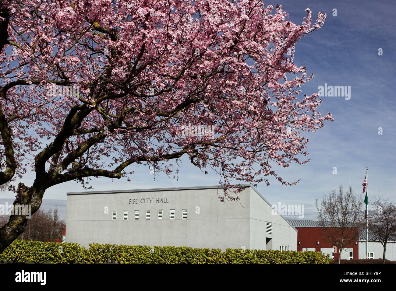 Fife City Hall and blooming cherry tree Stock Photo - Alamy