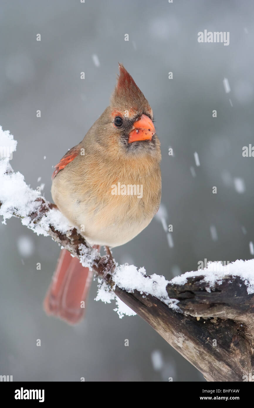 "Female Northern Cardinal" "Cardinalis cardinalis Stock Photo - Alamy