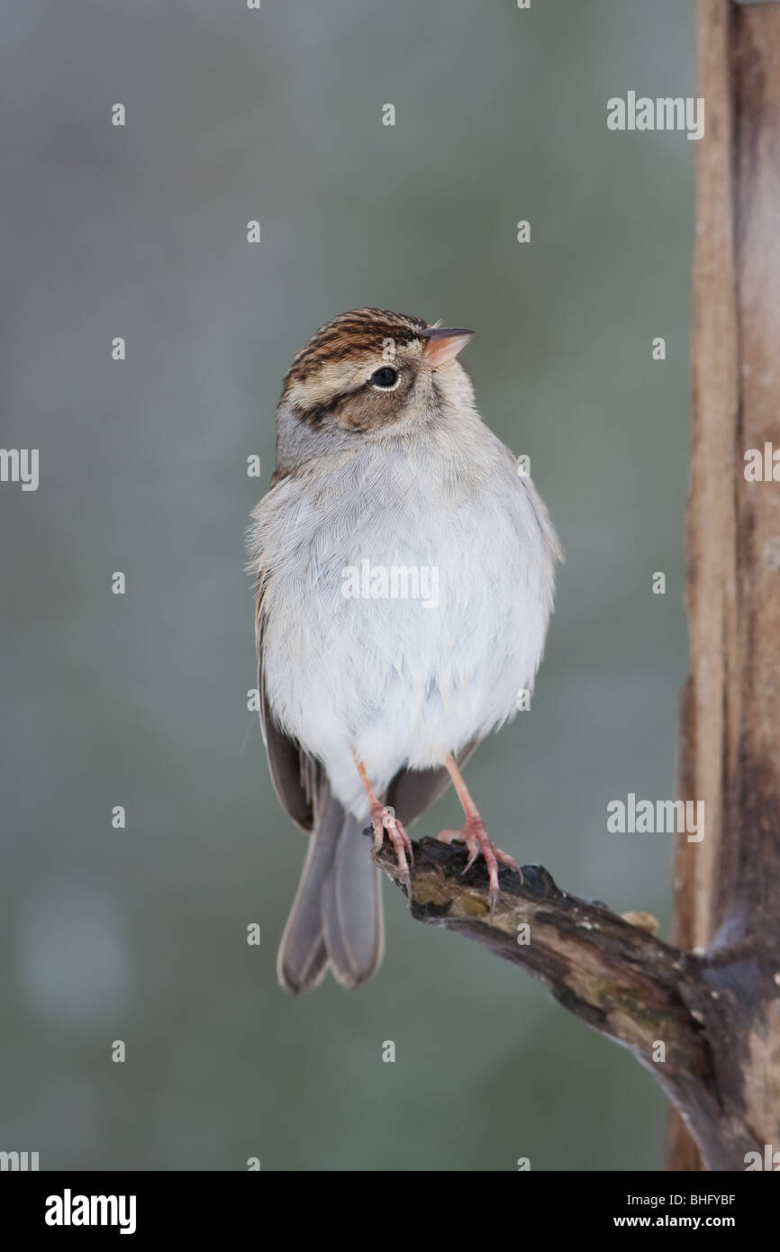 "Chipping Sparrow" "Spizella passerina Stock Photo - Alamy