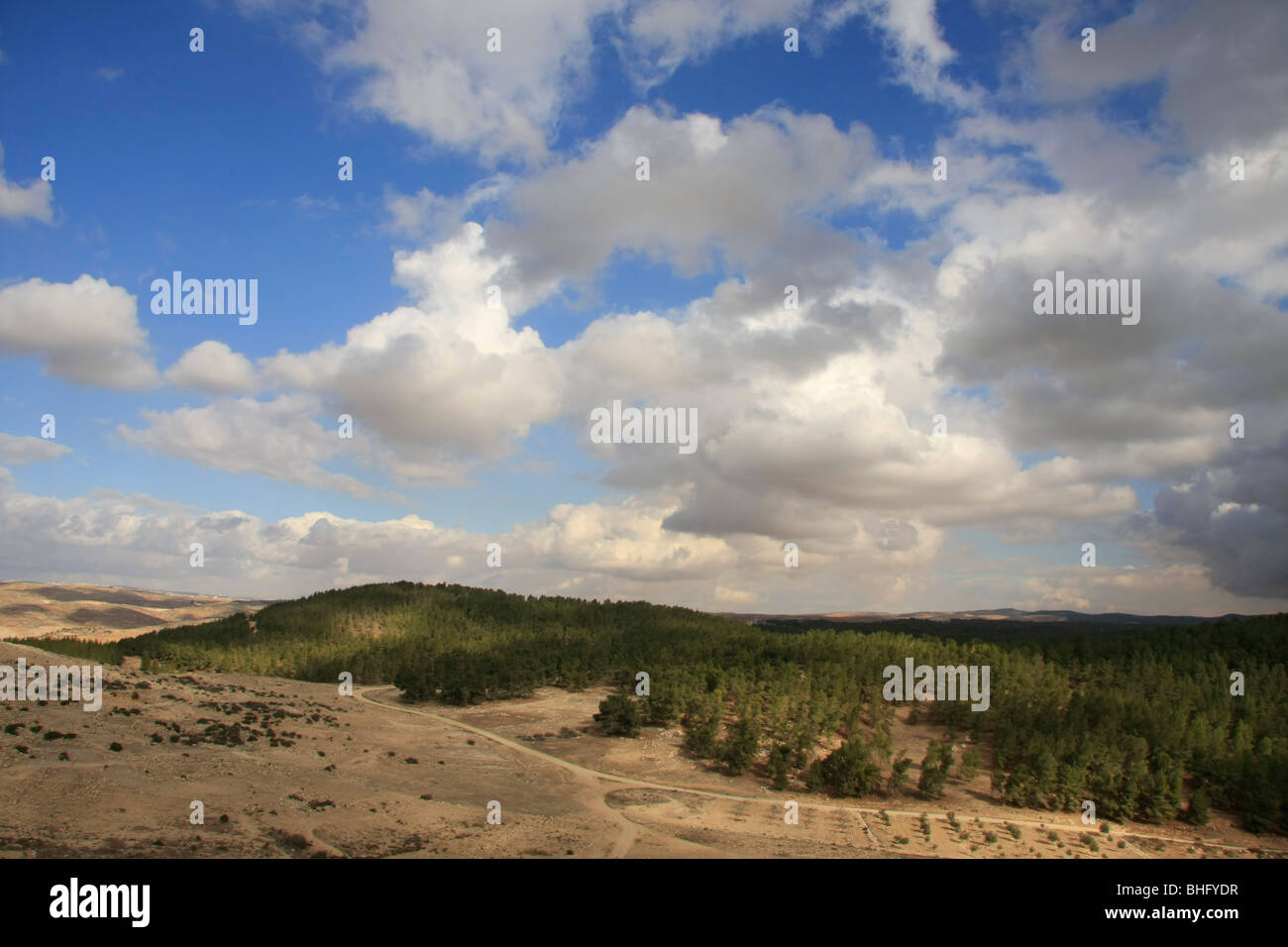 Yatir forest hi-res stock photography and images - Alamy