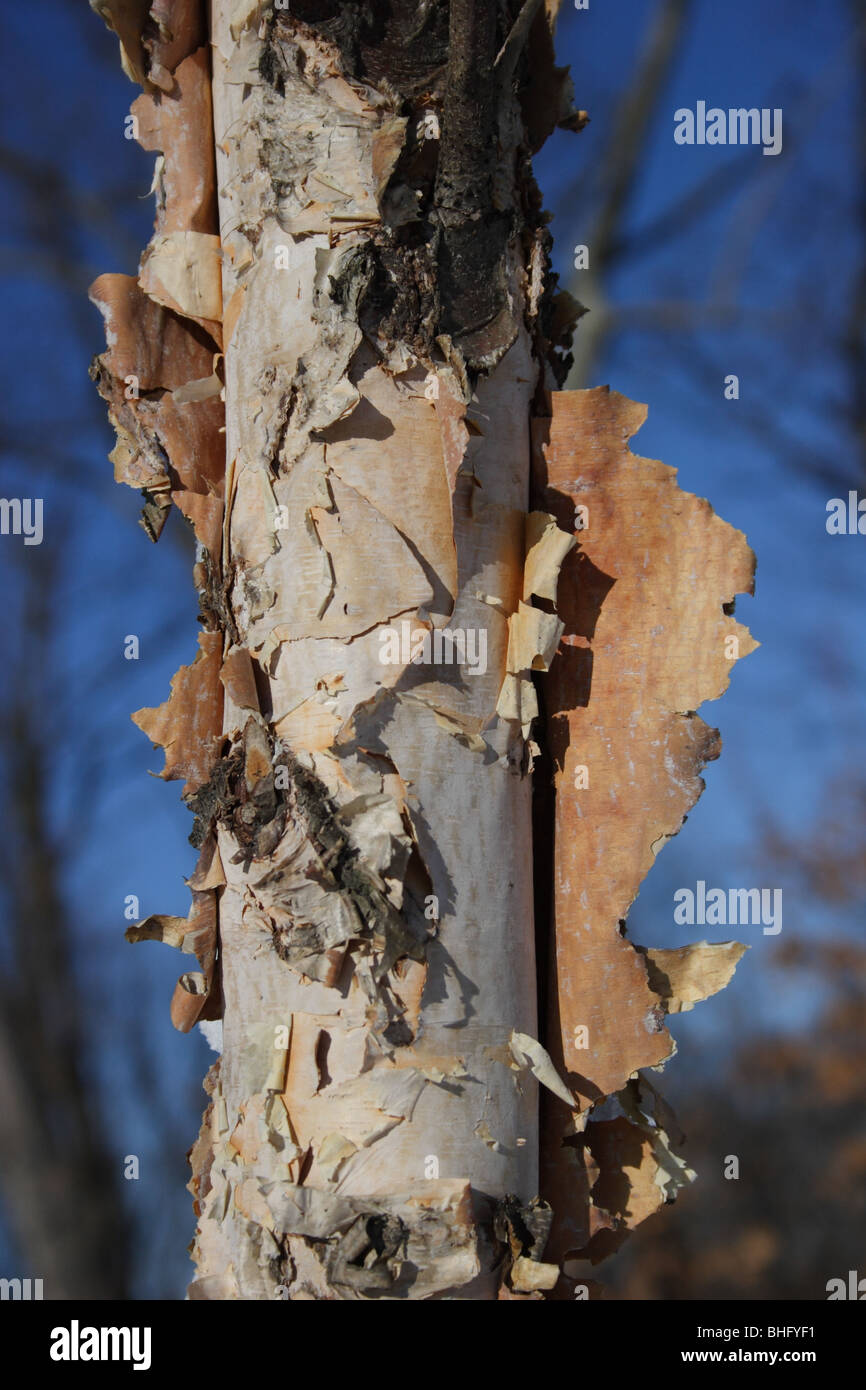 River birch hi-res stock photography and images - Alamy