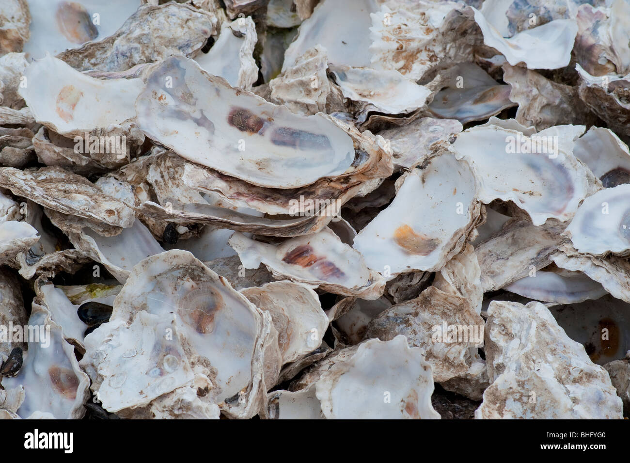 Pile Of Oyster Shells High Resolution Stock Photography and Images - Alamy
