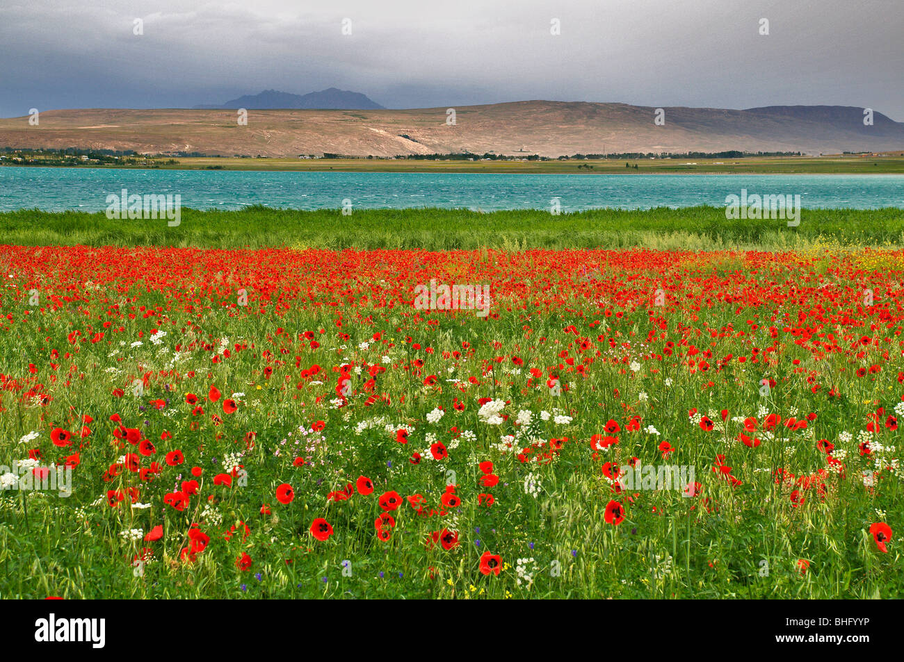 Colorful red poppy flowers hi-res stock photography and images - Alamy