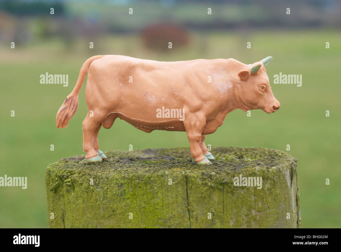 Plastic model cow photographed outside in a field Stock Photo - Alamy
