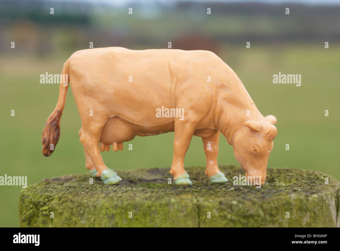Plastic model cow photographed outside in a field Stock Photo - Alamy
