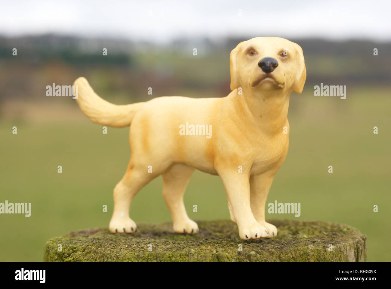Plastic labrador retriever photographed outdoors Stock Photo - Alamy