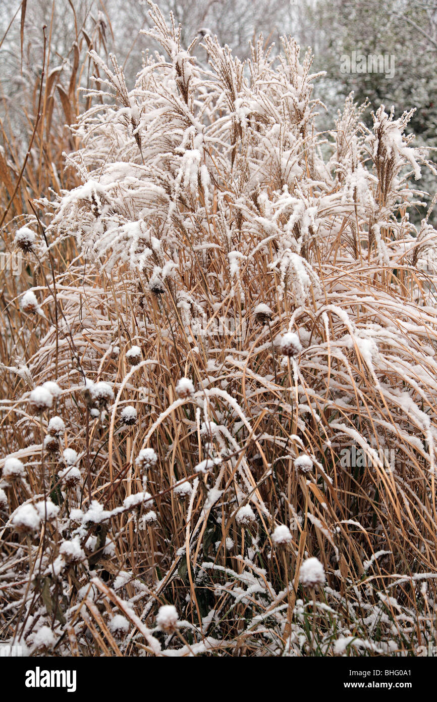 Dipsacus Inermis High Resolution Stock Photography and Images - Alamy
