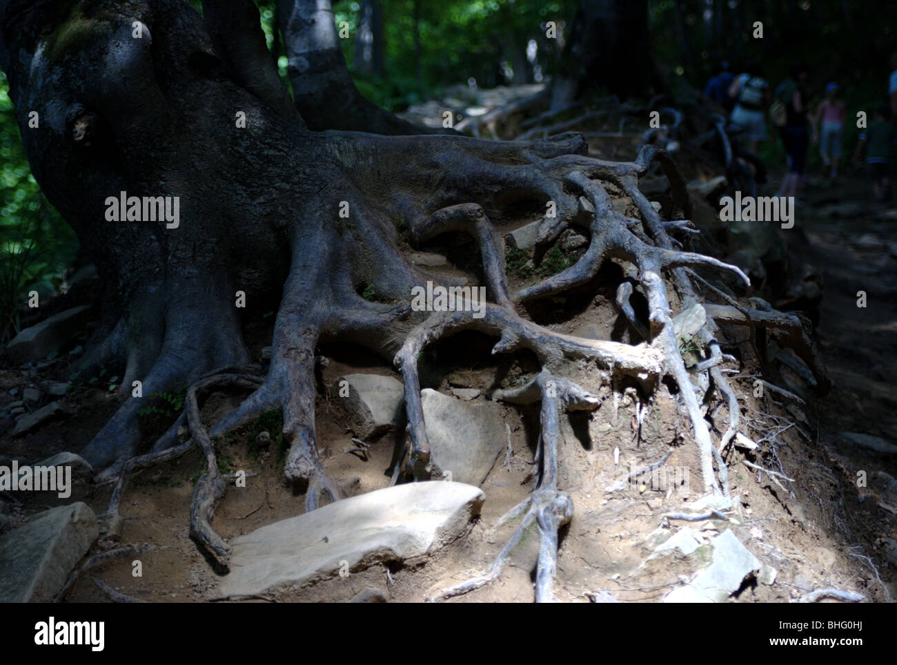 Tree roots on touristic path Stock Photo - Alamy