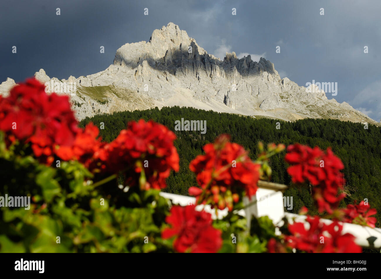 Red geranium in front of mountains under grey clouds, Latemar, Eggen ...