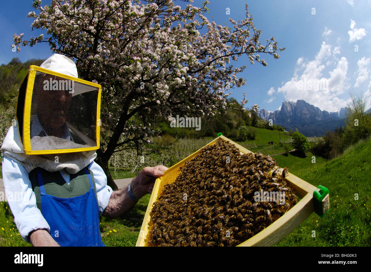Beekeeper with honeycomb full of bees in front of blooming tree ...
