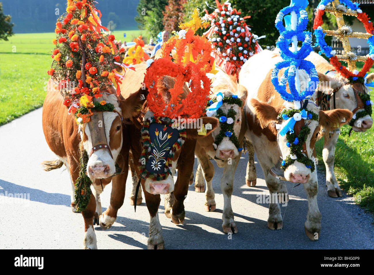 Decorated dairy cow hi-res stock photography and images - Alamy