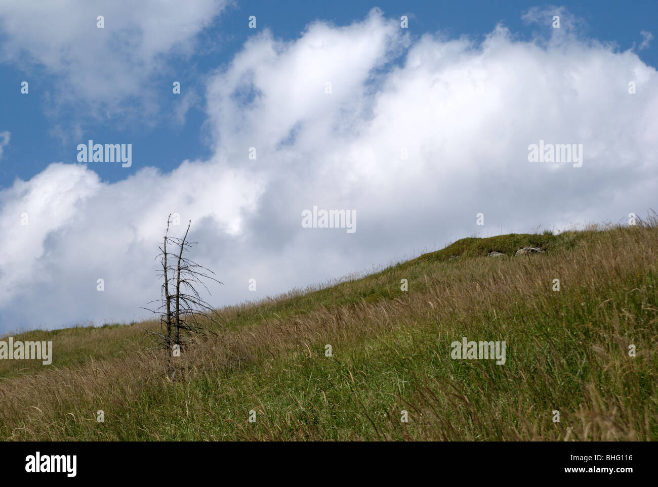 Shriveled tree in Bieszczady mountains Stock Photo - Alamy