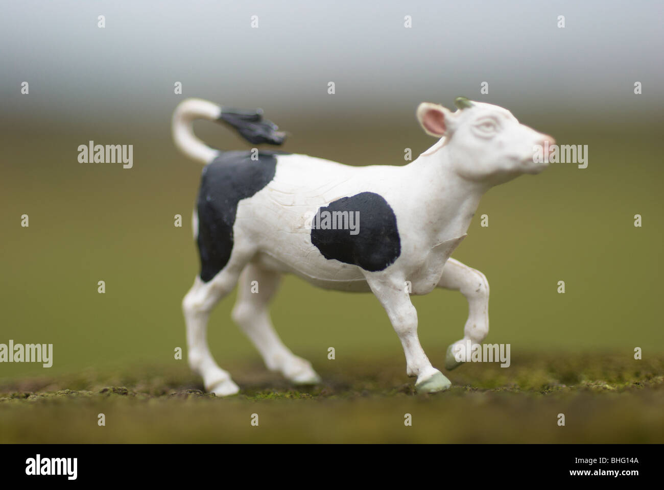 Dancing Cow