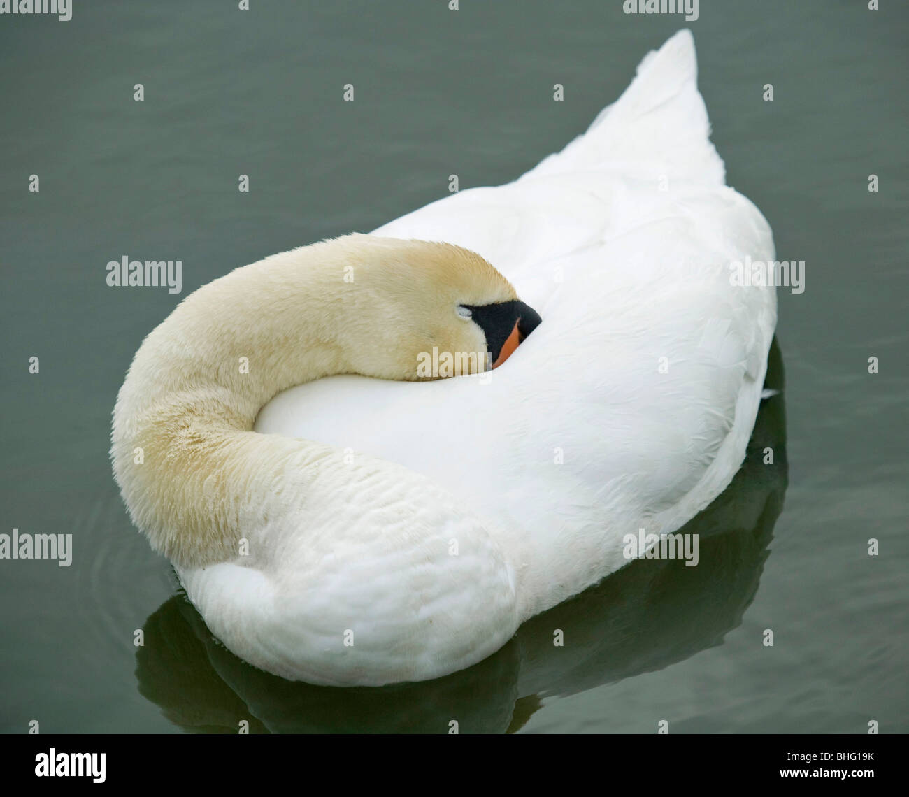 A Swan Resting Stock Photo - Alamy