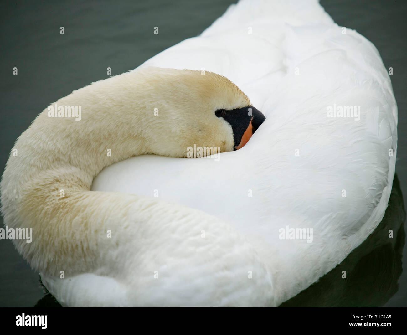 A Swan Resting Stock Photo - Alamy