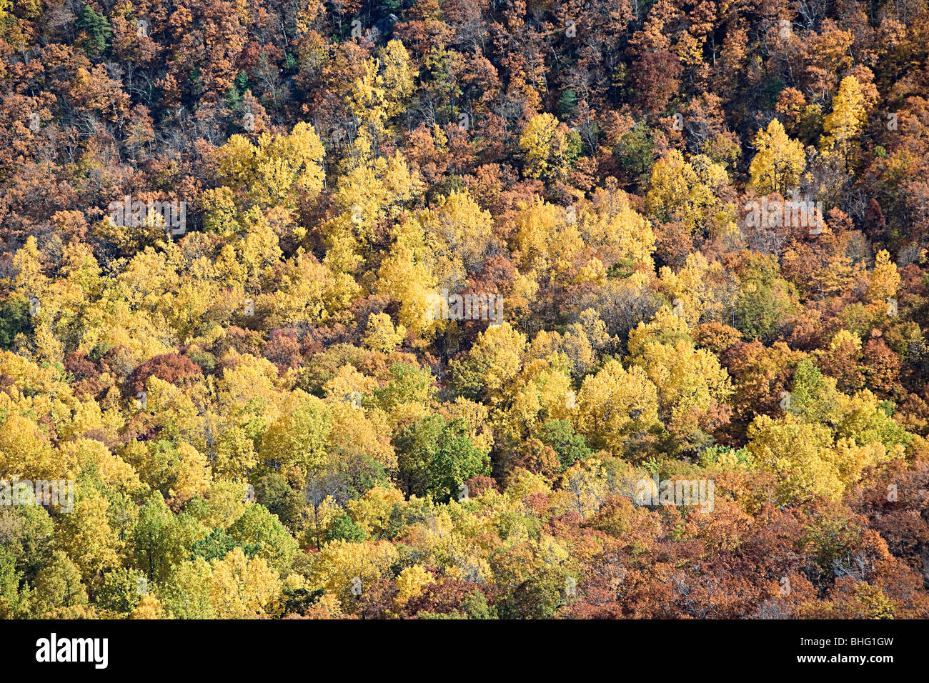 Forest virginia hi-res stock photography and images - Alamy