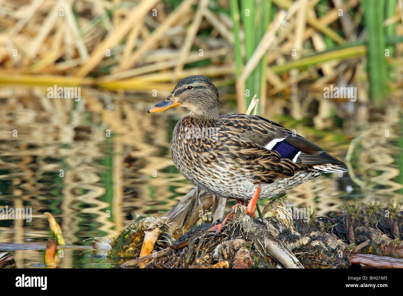 Mallard duck aves hi-res stock photography and images - Alamy