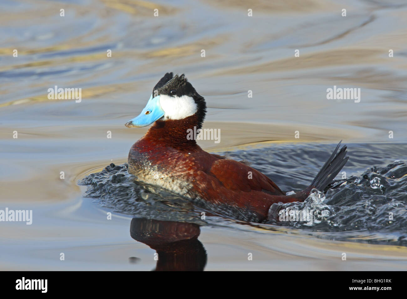 Flying ruddy duck duck hi-res stock photography and images - Alamy